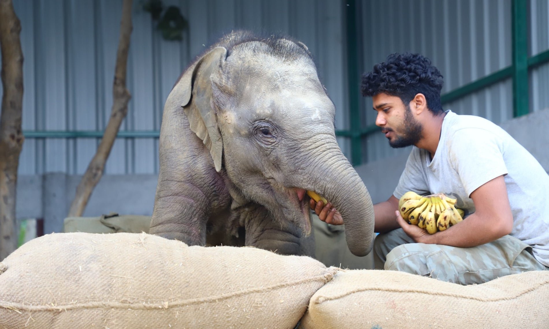Saving India's Endangered Elephants: Preventing Train Collisions with ...
